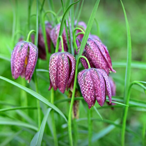 Are Plants Sentient? Unraveling Nature’s Mysteries